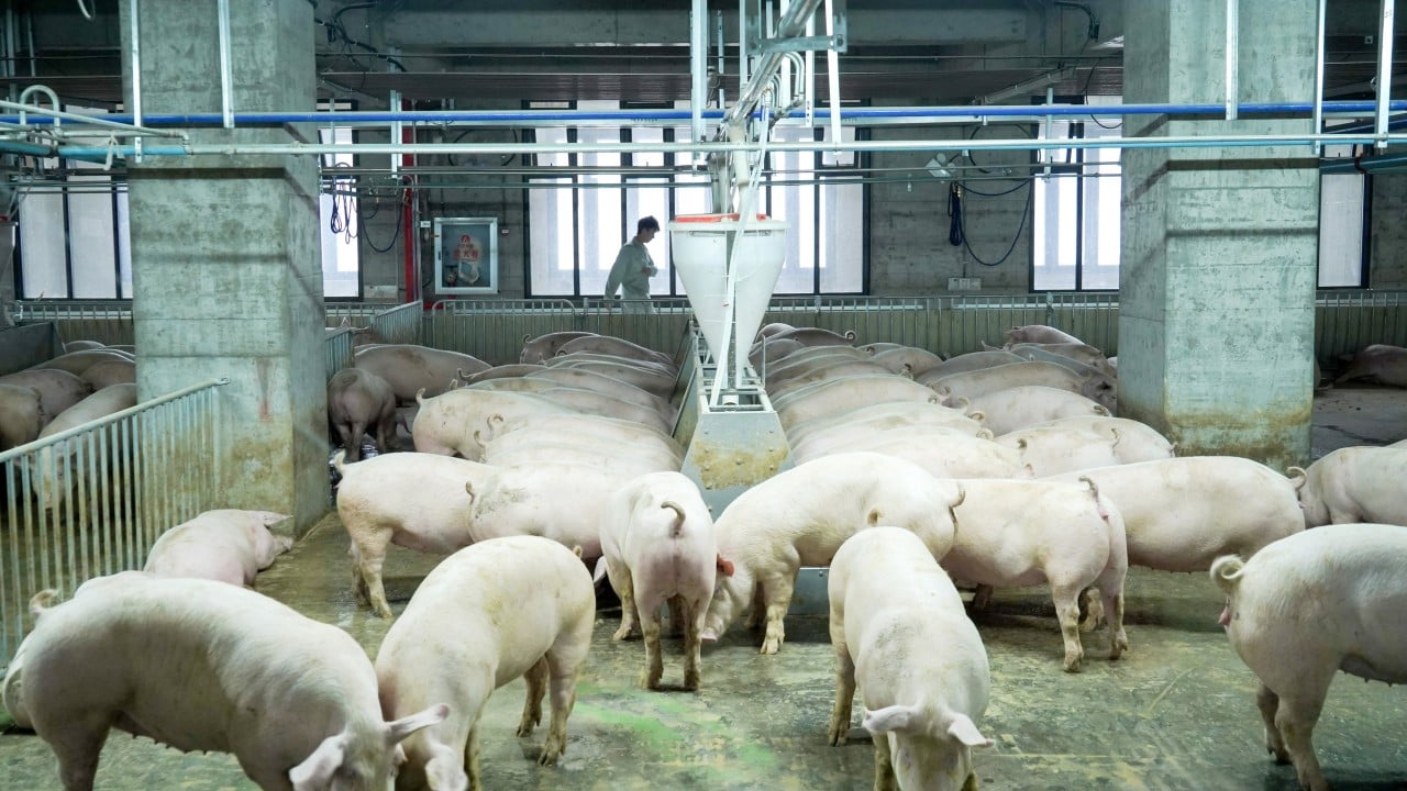 China’s skyscraping pig farms are high on the hog, and their advanced ...